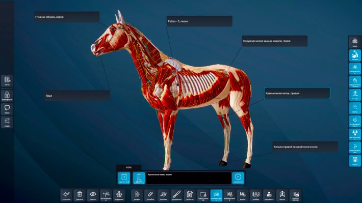 Виртуальная анатомия животных PL-VET Anatomy