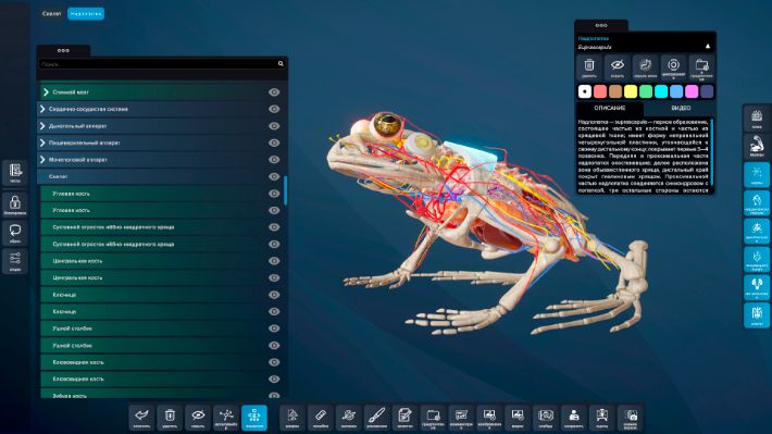Виртуальная анатомия животных PL-VET Anatomy
